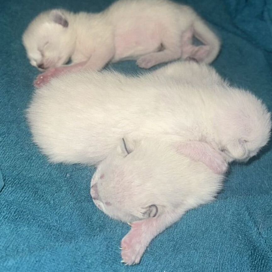 Сиамский котёнок