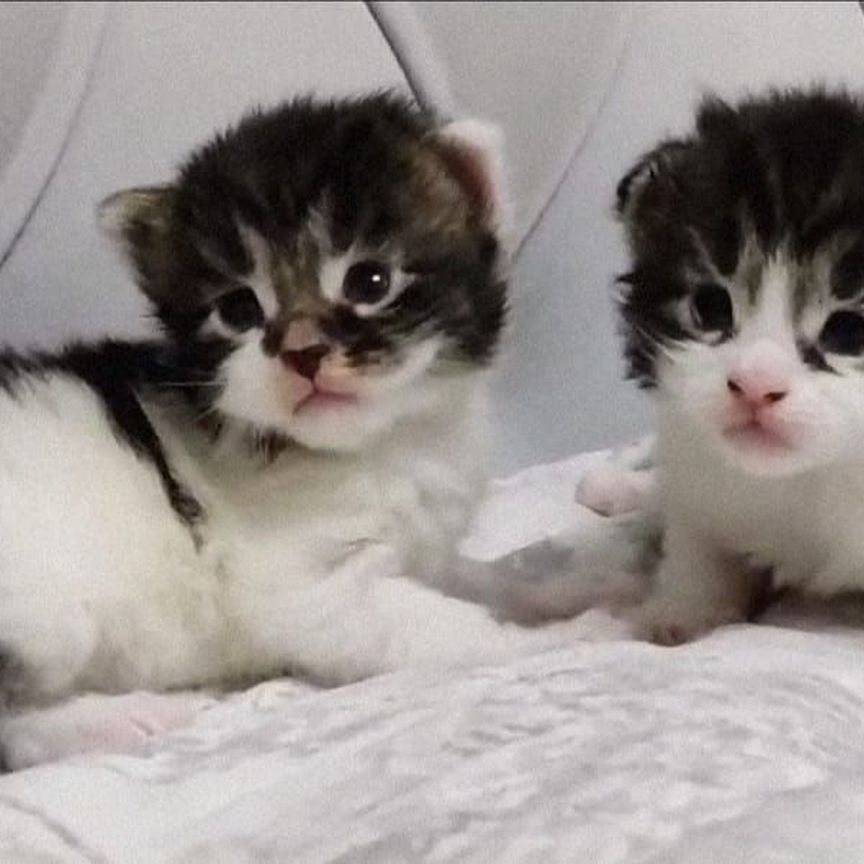 Котята девочки - пятнашки