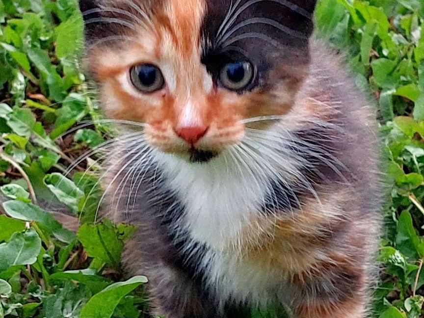 Кошки в добрые руки бесплатно