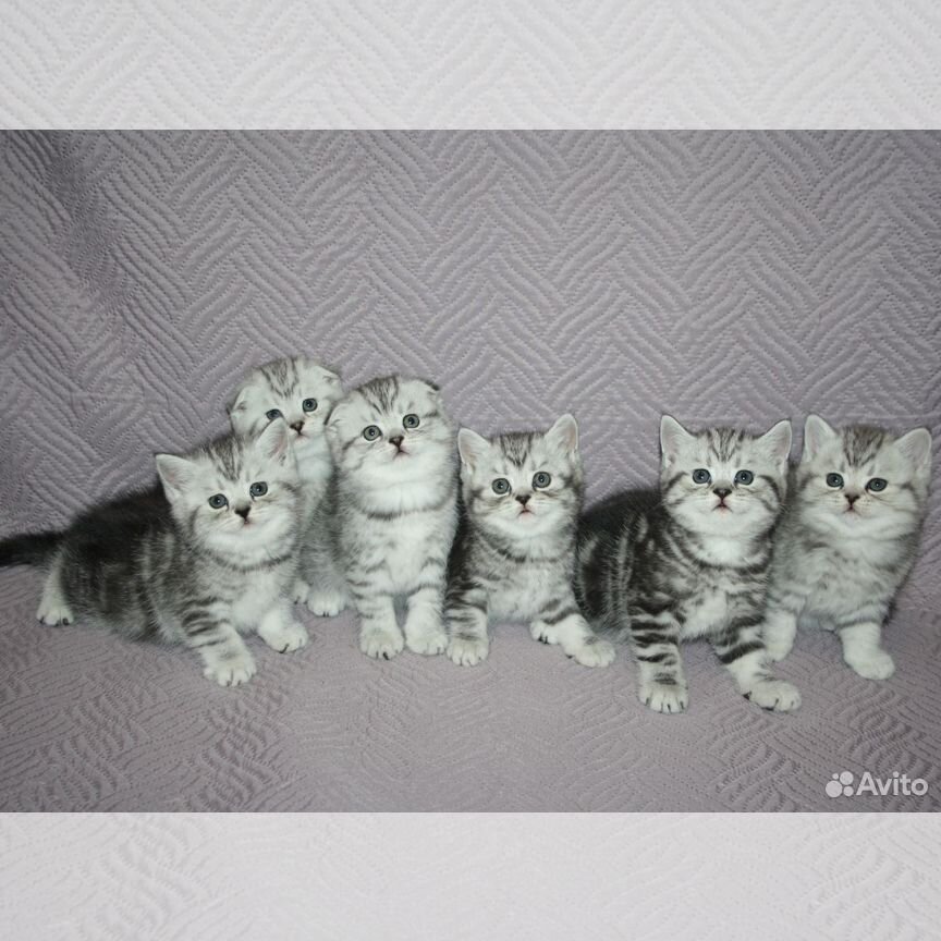 Шотландские вислоухие котята