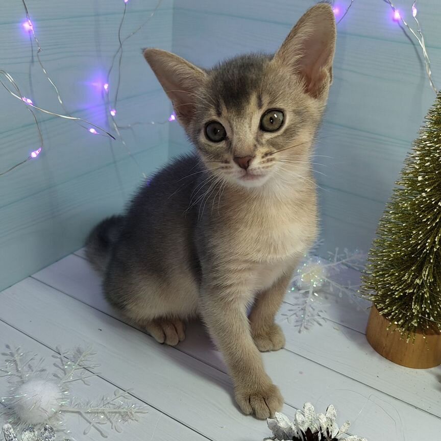 Абиссинский котёнок