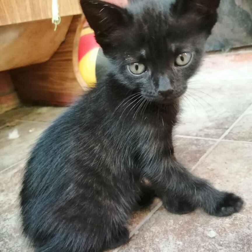 Черный котенок