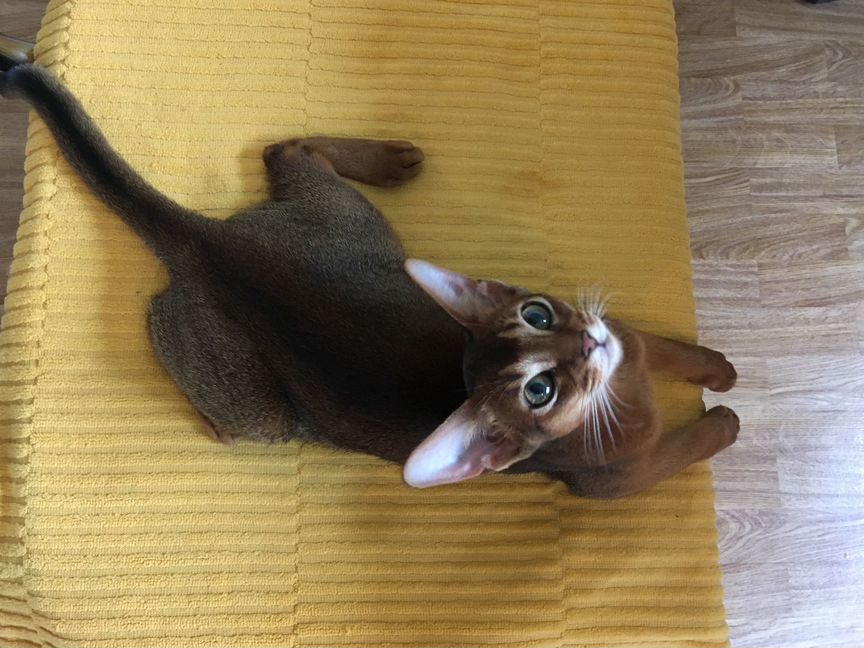 Абиссинская кошка