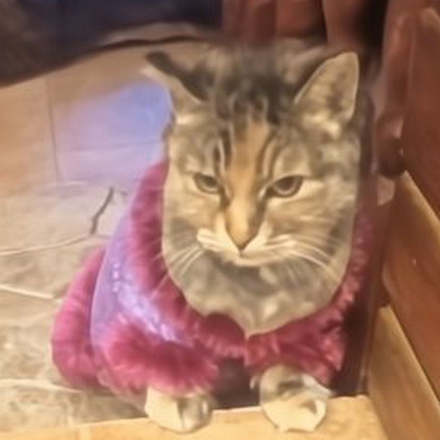 Взрослая, кошка в добрые руки