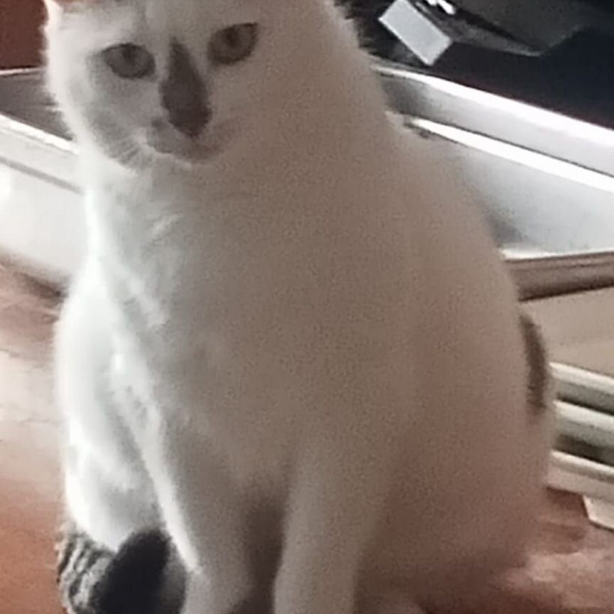 Коту Матису нужен дом