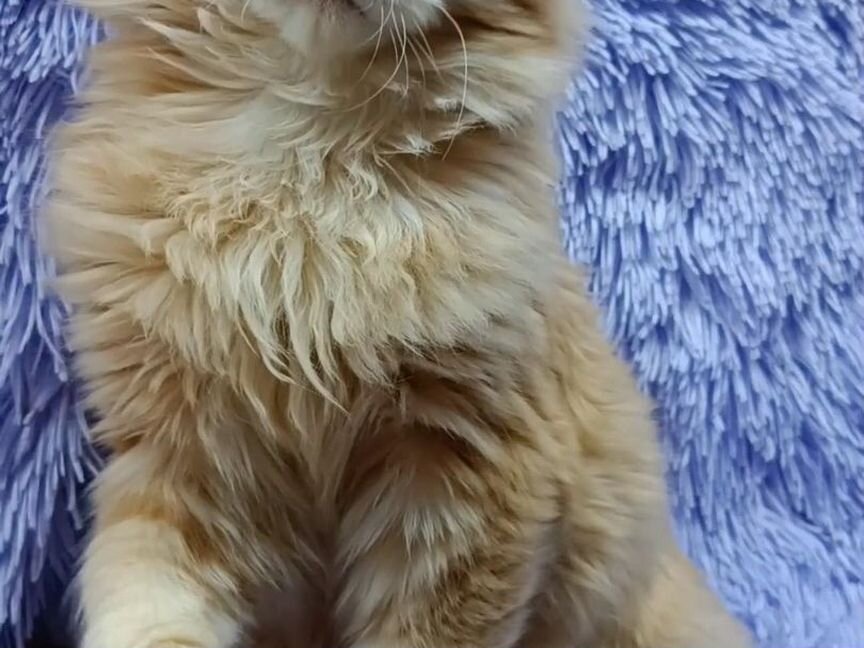 Котята мейн-кун