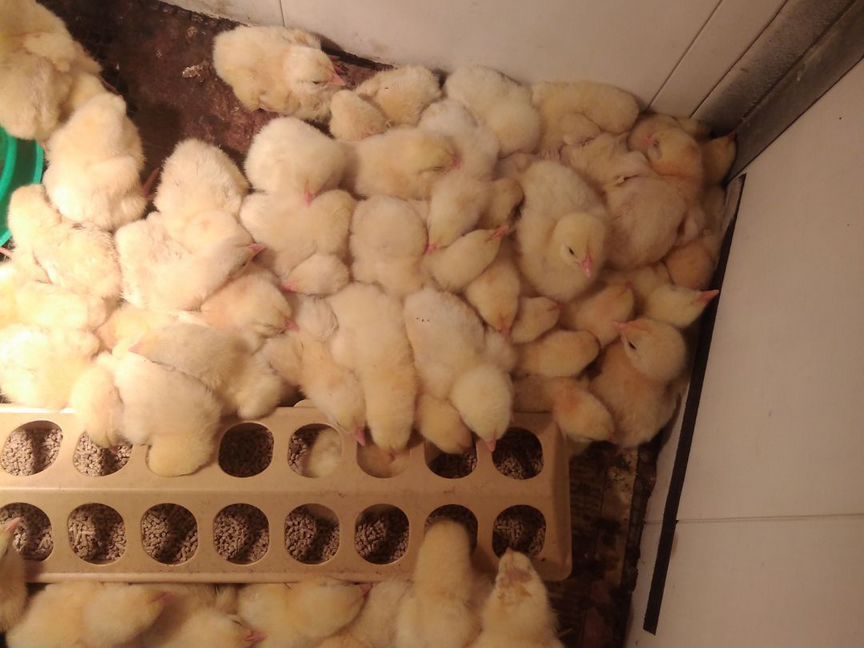 Цыплята бройлеры суточные