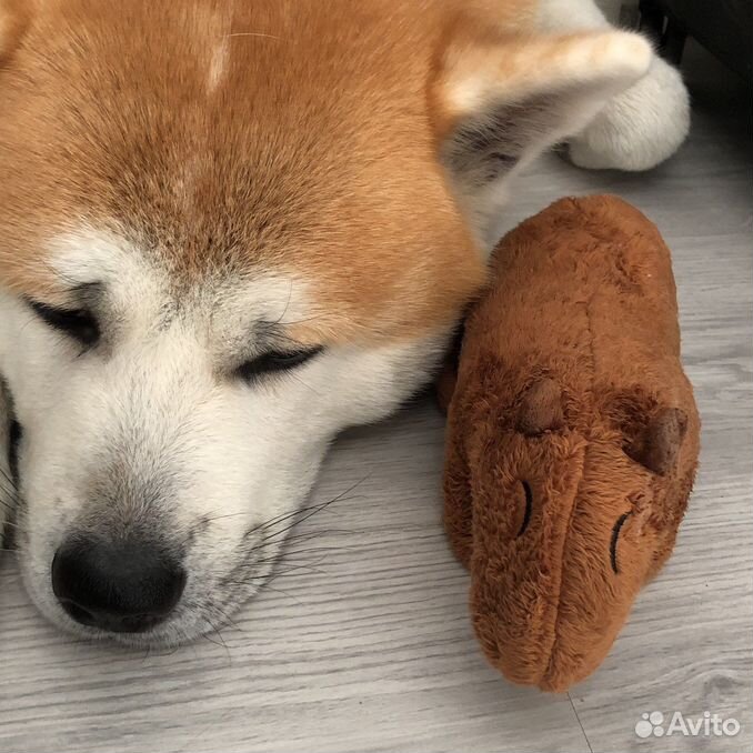 Папа капибары