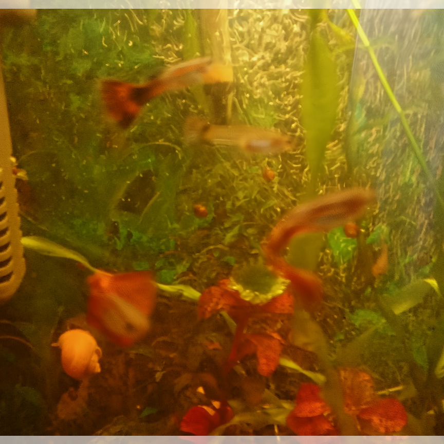 Продам гуппи