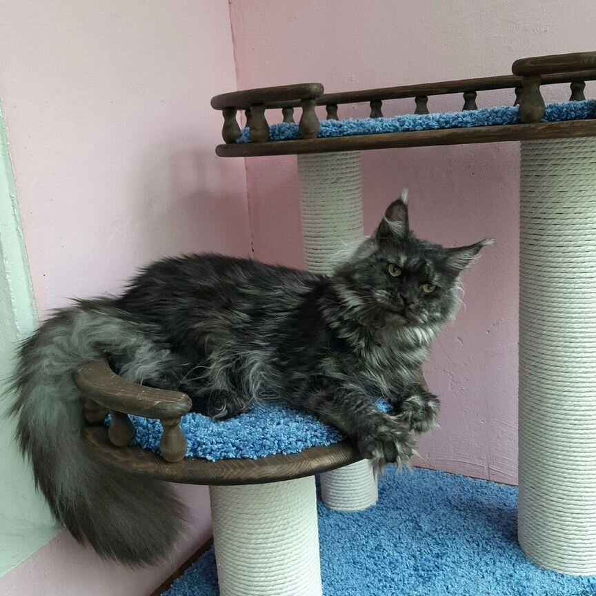 Кошечка черный дым