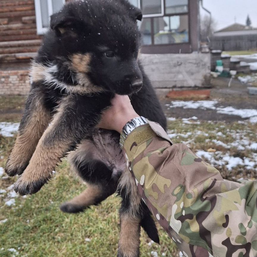 Щенок от частного владельца