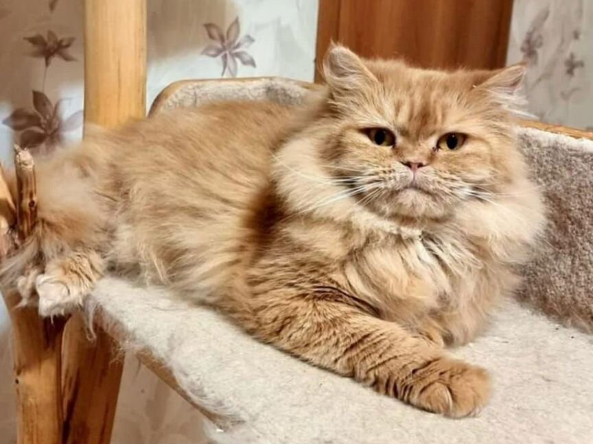 Кошечка в добрые руки