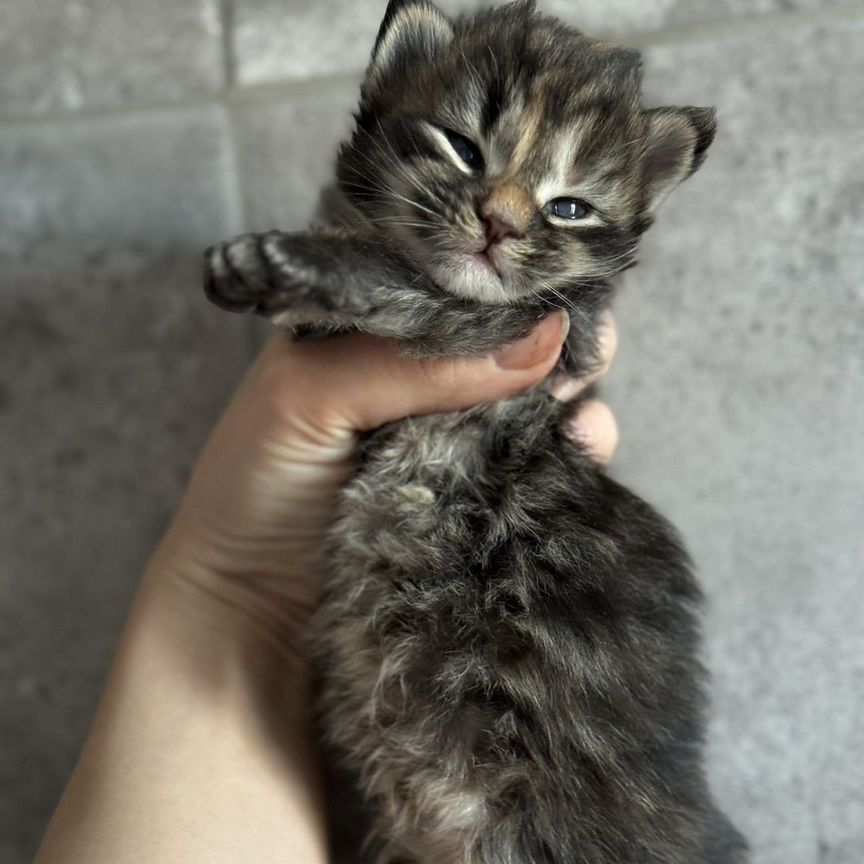 Котята мейн-кун