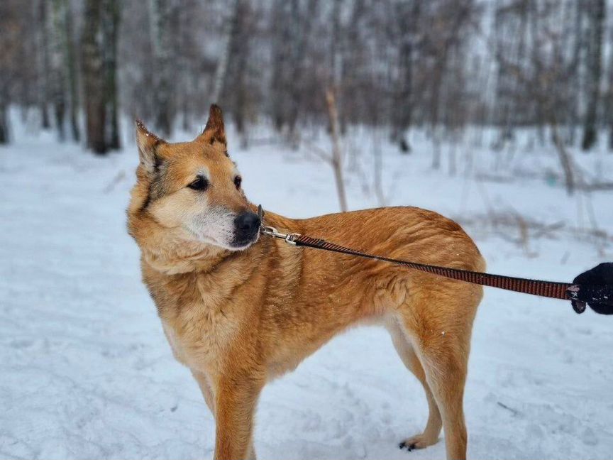 Собака обречена на смерть