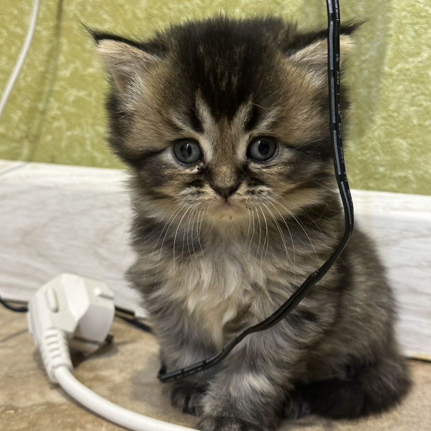 Шотландская шиншила девочка