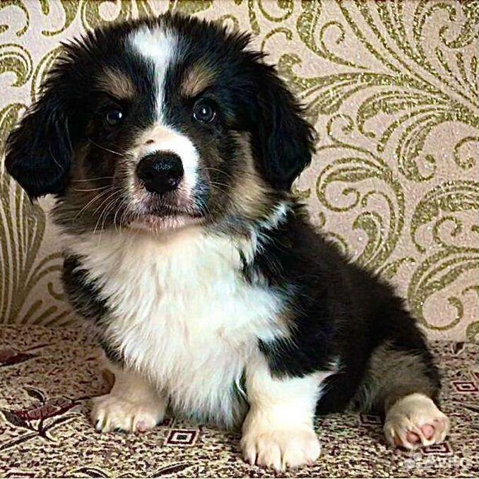 Вельш-корги кардиган Флаффи