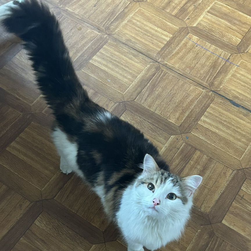 Кот 8 месяцев