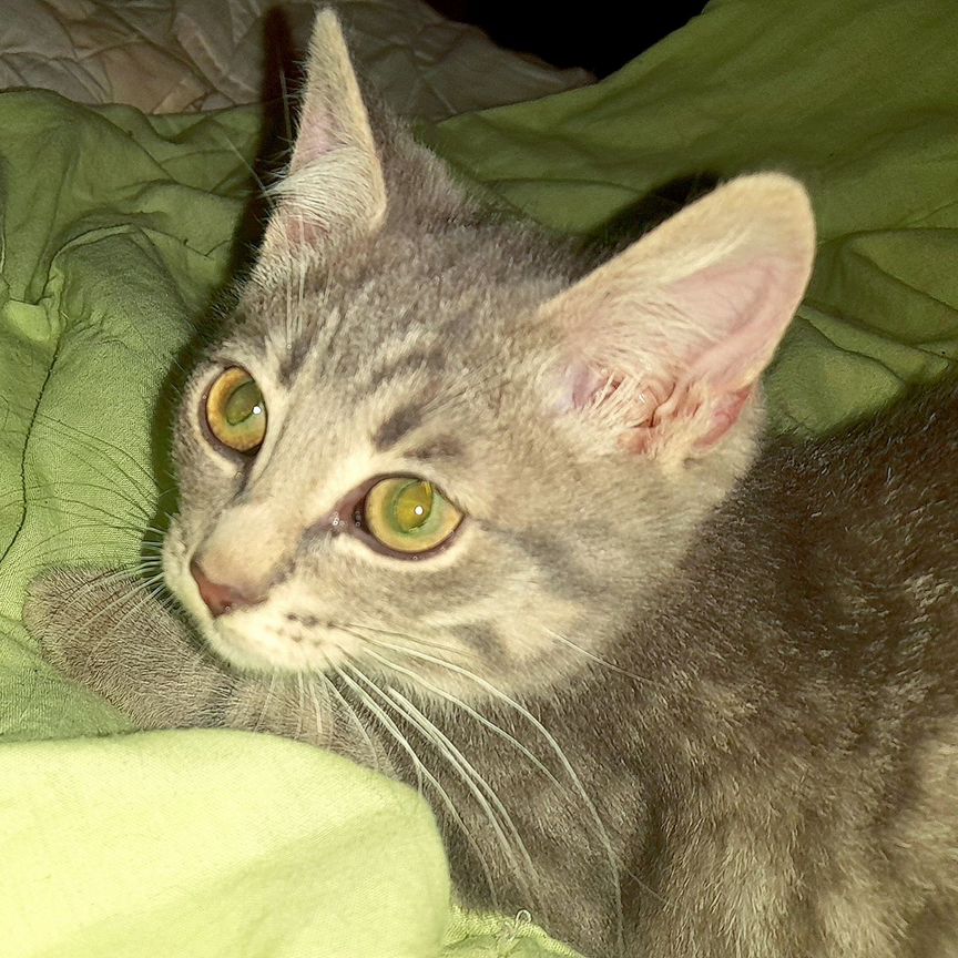 Котята