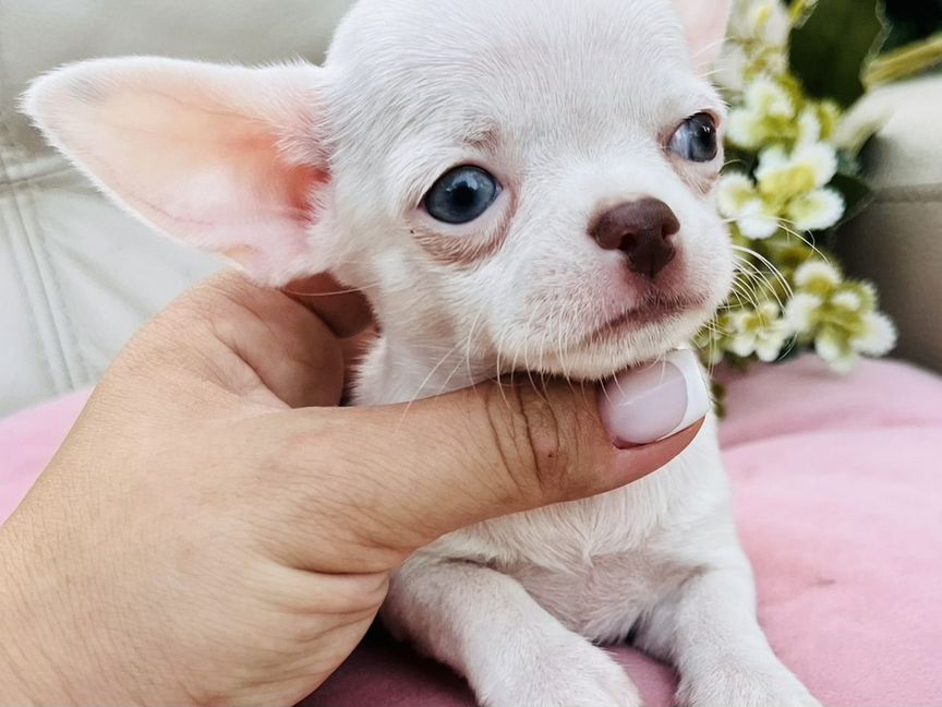 Чихуахуа мини Мальчик Зайчик