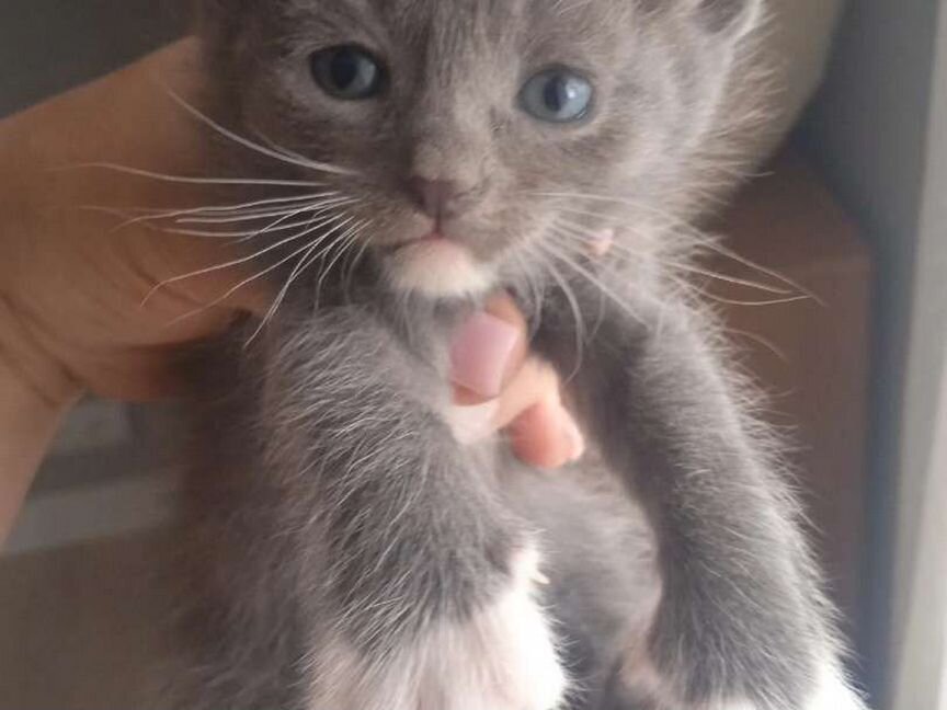 Русская голубая кошка