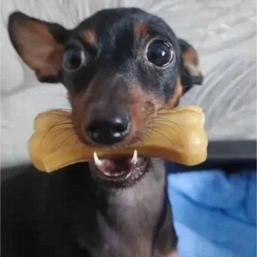 Русский той-терьер, щенок