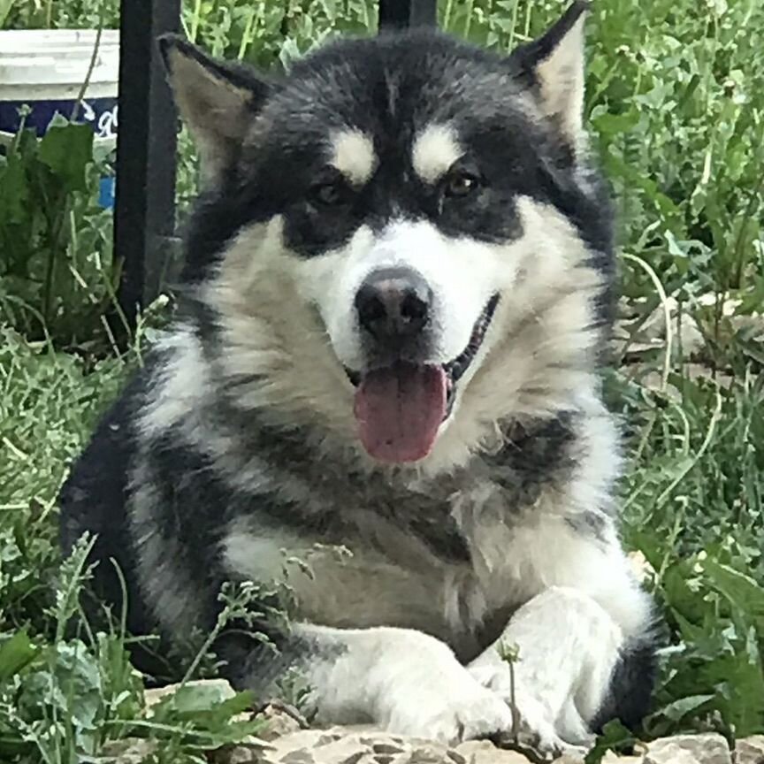 Аляскинский маламут бесплатно