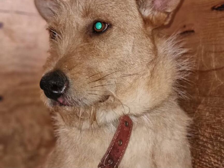 Собака в добрые руки отдам бесплатно