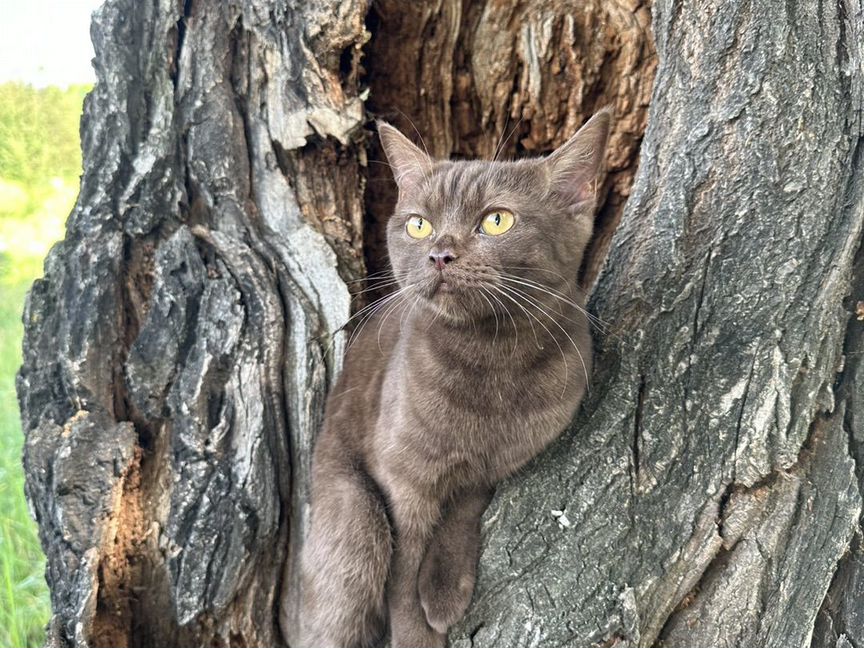 Британский котенок девочка