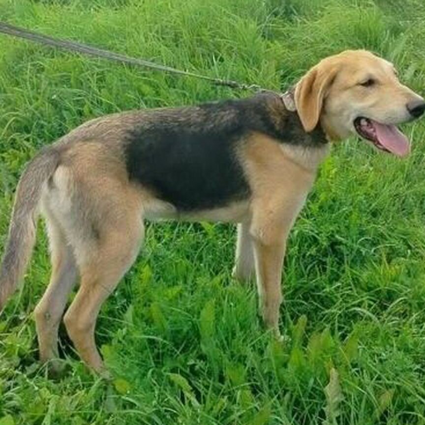 Щенки русской гончей