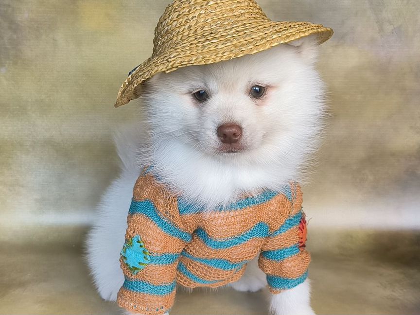 Беленький помски