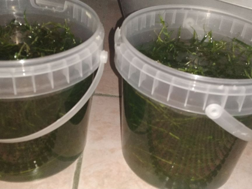 Растения в аквариум