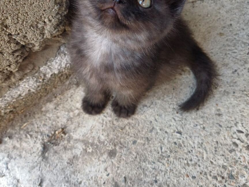 Котёнок в добрые руки