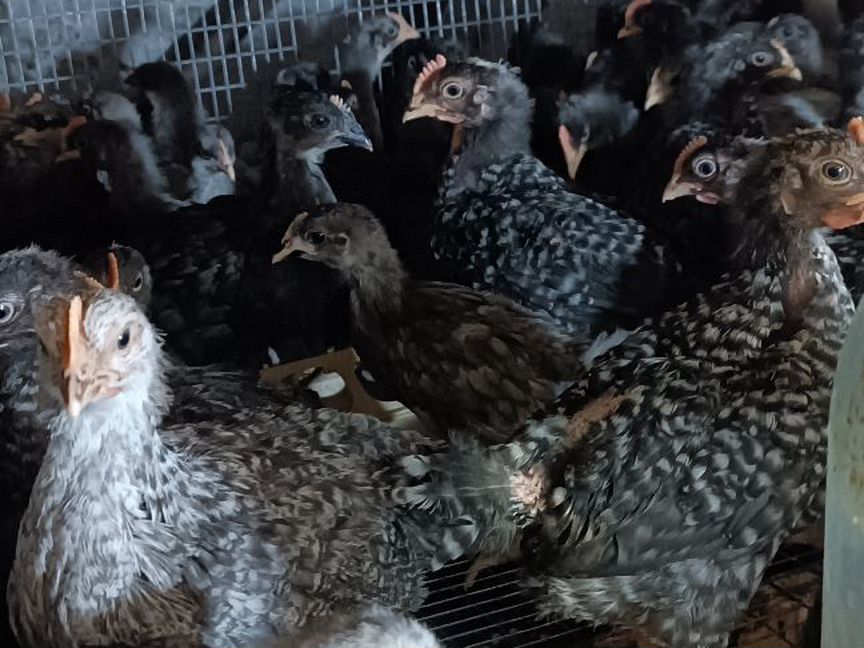 Циплята молодки доминант