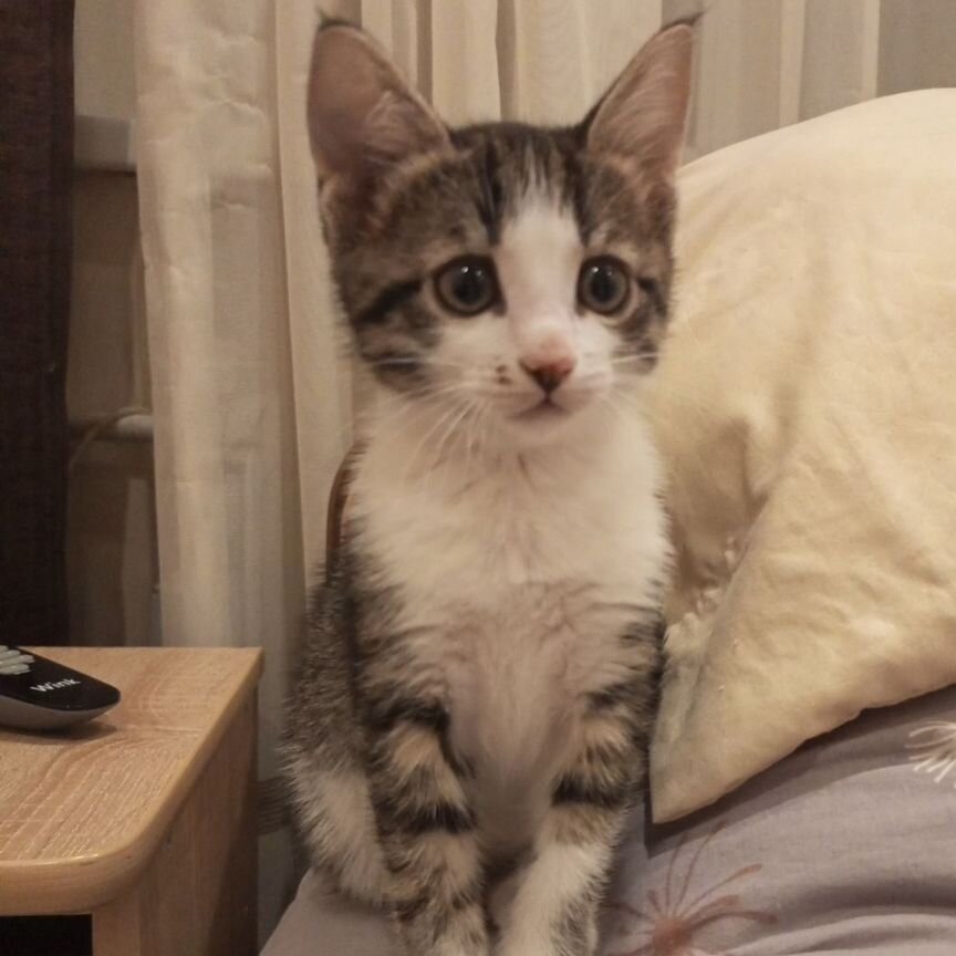 Кошечка в добрые руки