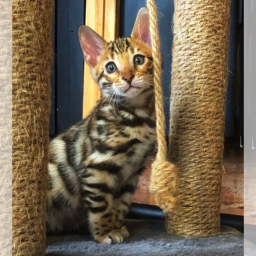 Бенгальская