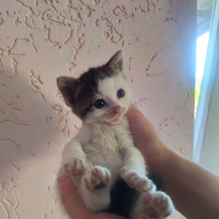 Котята отдам бесплатно