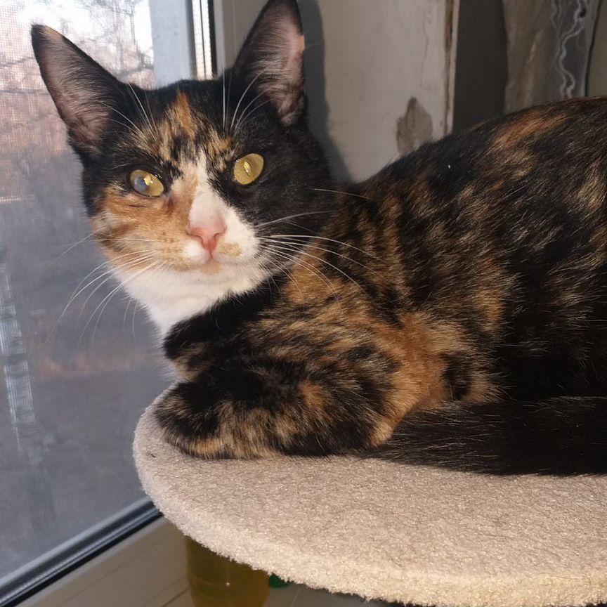 Котёнок Зоря