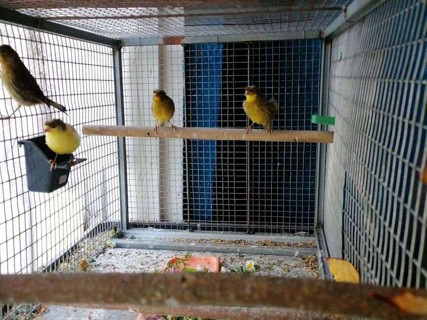 Продаю кенары и канарейки