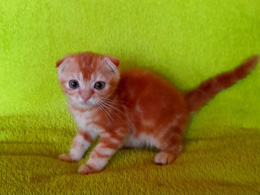 Солнечный котик 1,5 месяца