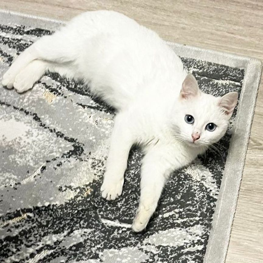 Котёнок девочка белого окраса, 4 мес