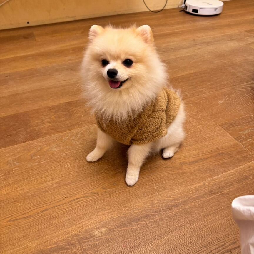 Белый померанский шпиц