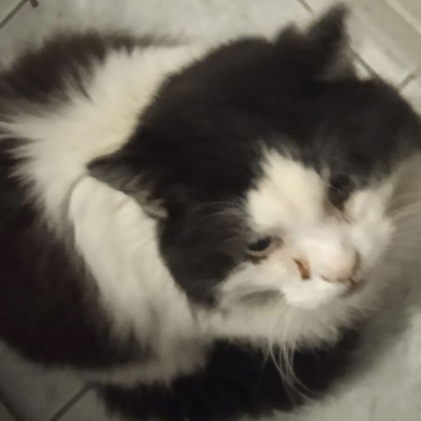 Взрослый кот в добрые руки