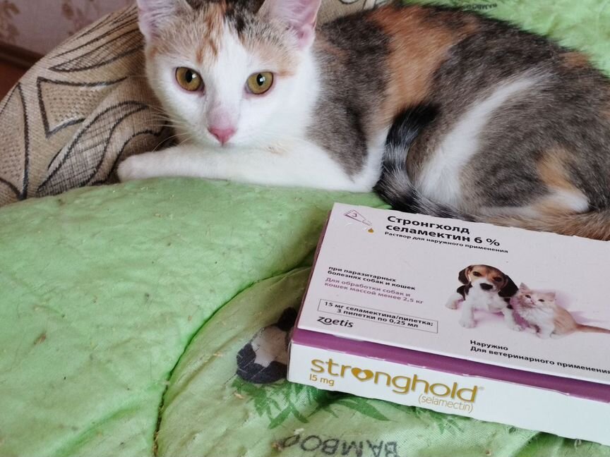 Котенок 4,5 мес девочка
