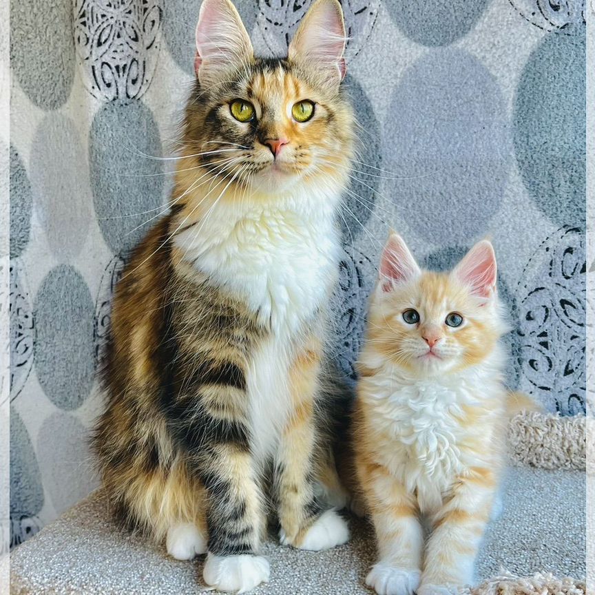 Котята мейн кун рыжее счастье