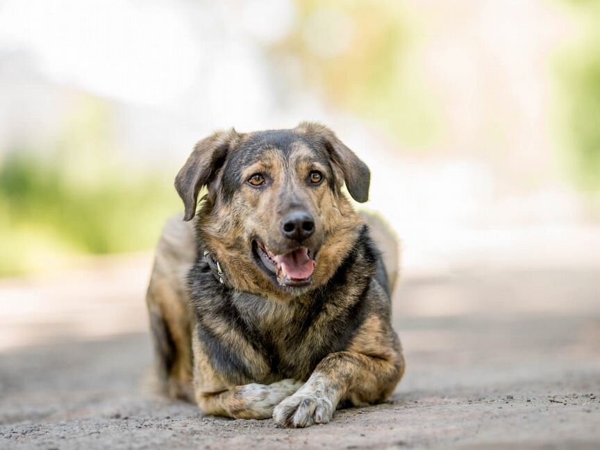 Бетховен в поисках семьи