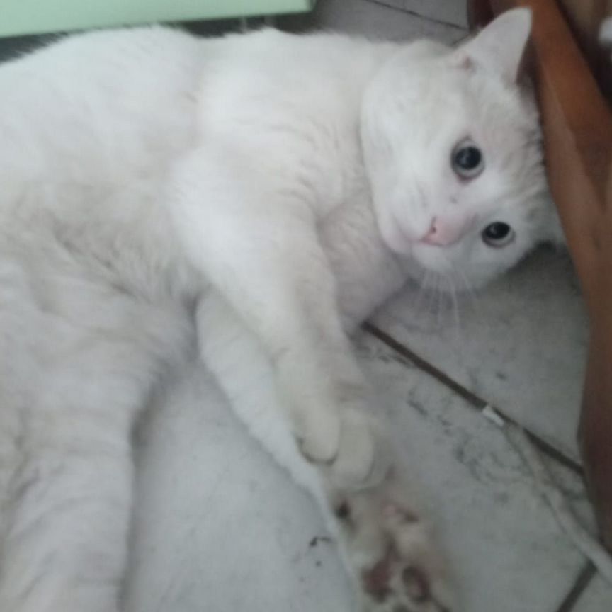 Взрослый кот в добрые руки