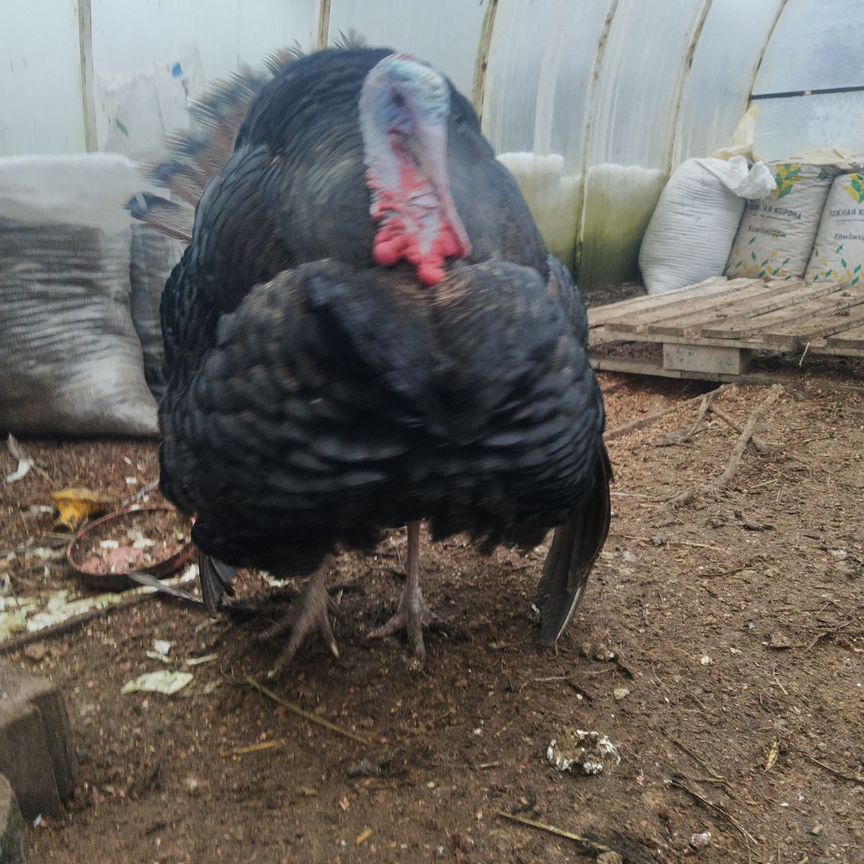 Индюк на племя