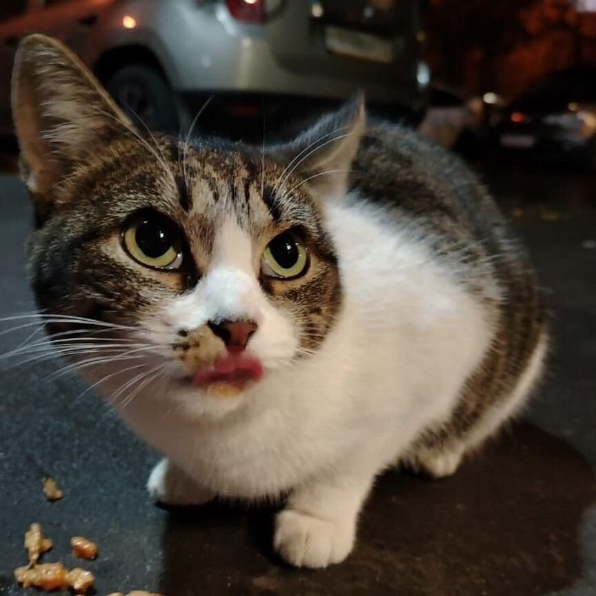 Кошечка сидит и плачет у магазина нужен Дом