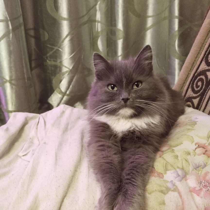 Кошечка в добрые руки