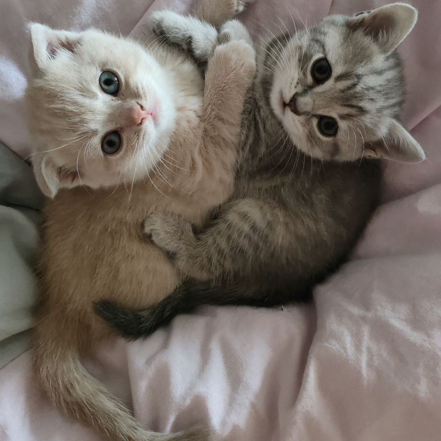 Шотландский вислоухий короткошёрстный котёнок